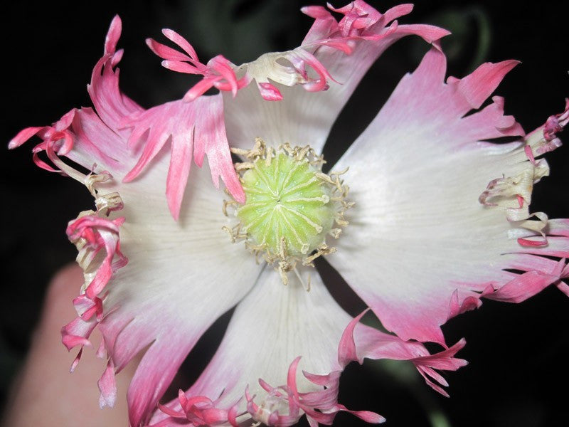 Best Sellers | Premier Poppy Pods & Decor | PoppySeed Dreams