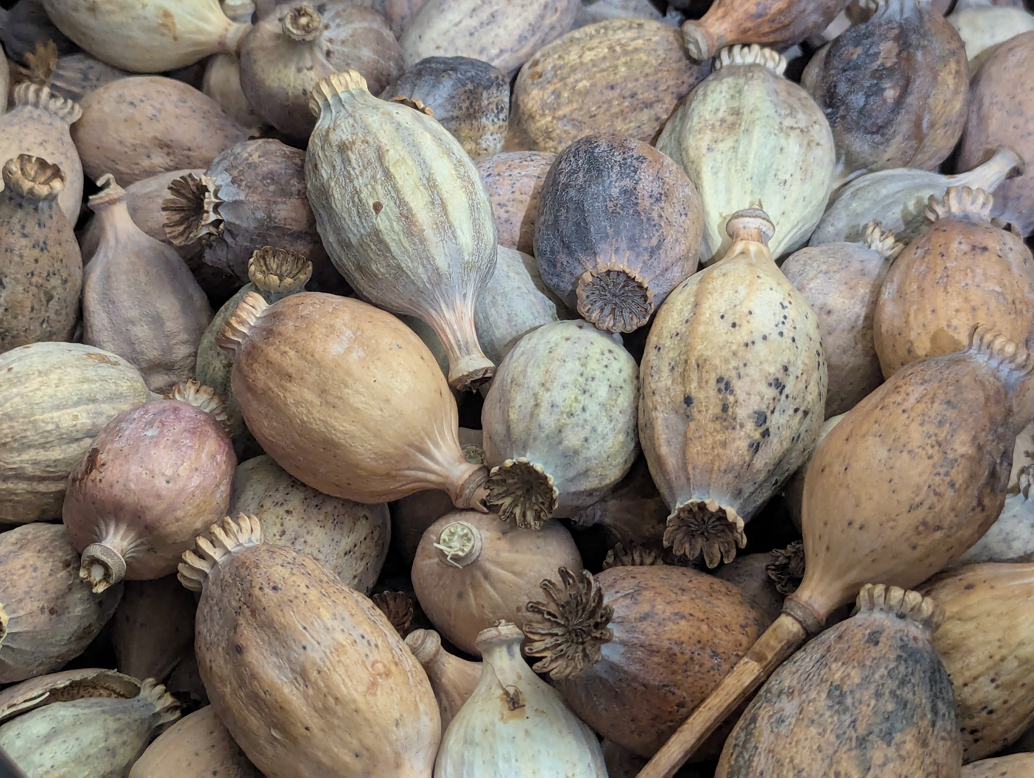 Dried Poppy Pods | Dried Flower Pods – PoppySeed Dreams