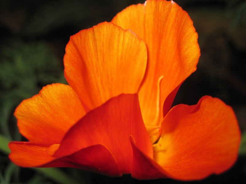 Buy Elegant Flowers Online | Beautiful Floral Decor by Poppy Seed Dreams