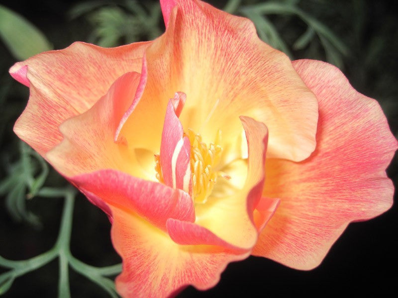 California Watermelon Heaven Poppy Seeds