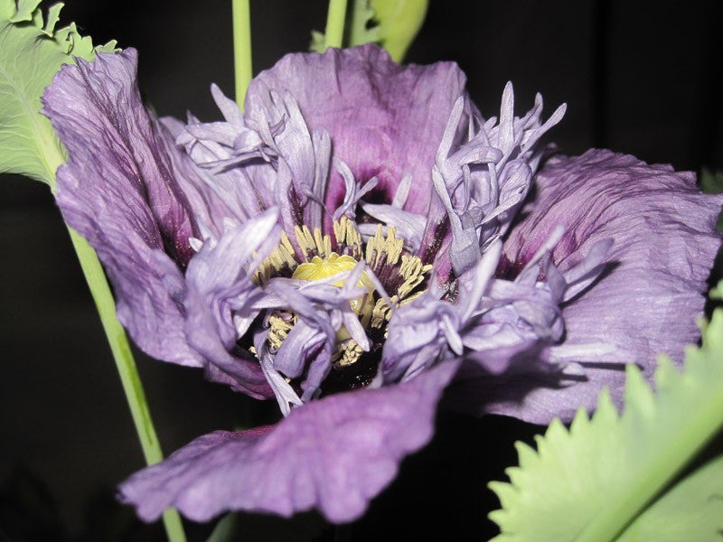 Lavender Semi-Double | PoppySeed Dreams