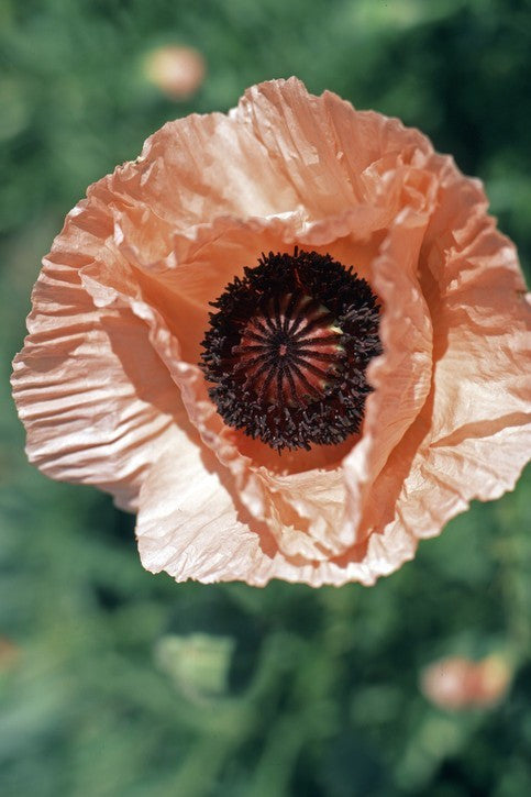 Coral Reef Oriental Poppy Seeds | Colorful Garden Flowers